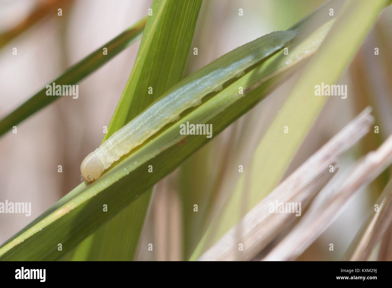 Luworth skipper larva (Thymelicus acteon) on tor-grass. Dorset, UK ...