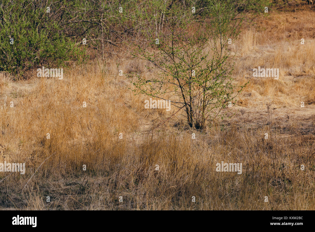 Summer farming background hi-res stock photography and images - Alamy