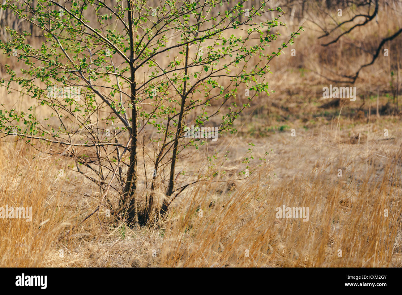 Summer meadow backdrop Stock Photo - Alamy