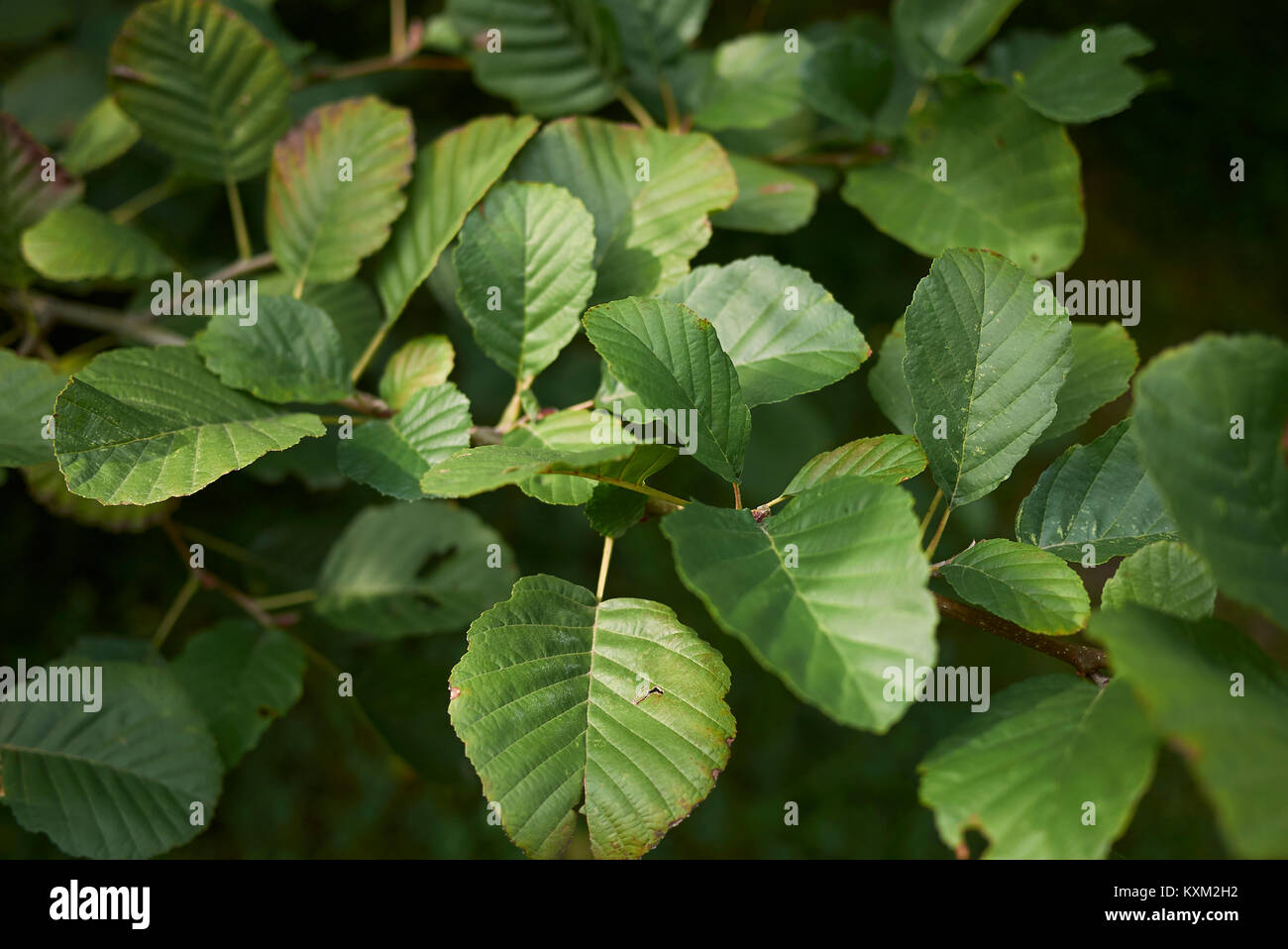 Common alder alnus glutinosa leaves hi-res stock photography and images ...