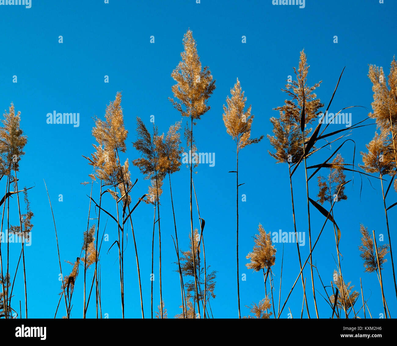 Reed stalk hi-res stock photography and images - Alamy