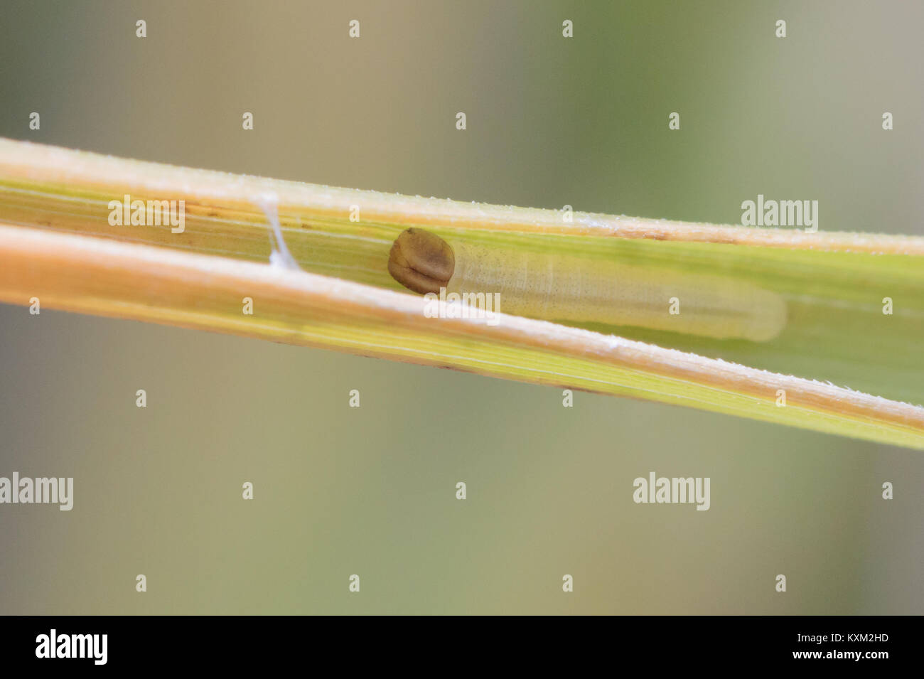 Luworth skipper larva (Thymelicus acteon) on tor-grass. Dorset, UK ...