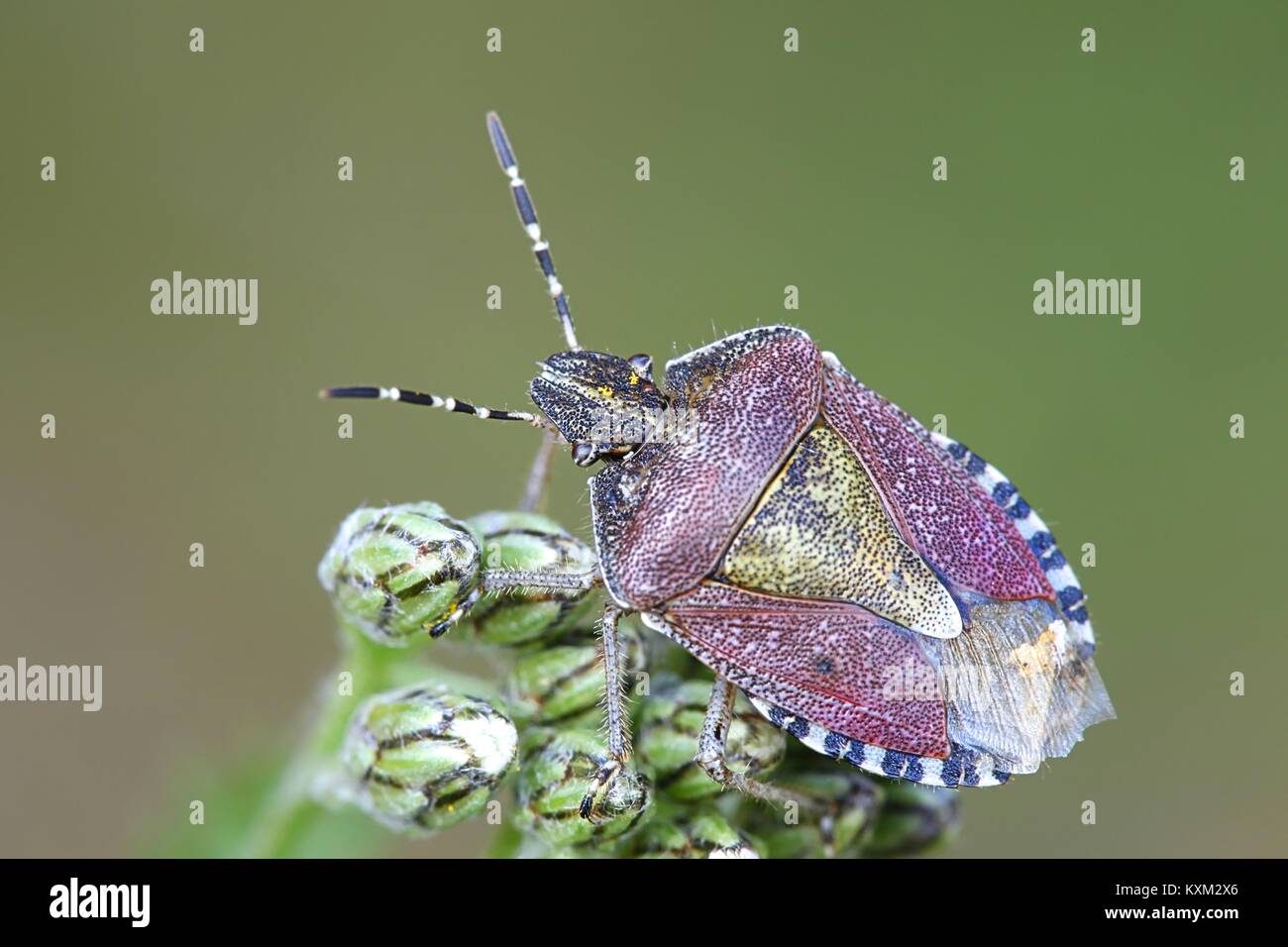 Sloe bug, Dolycoris baccarum, is a species of shield bug in the family ...