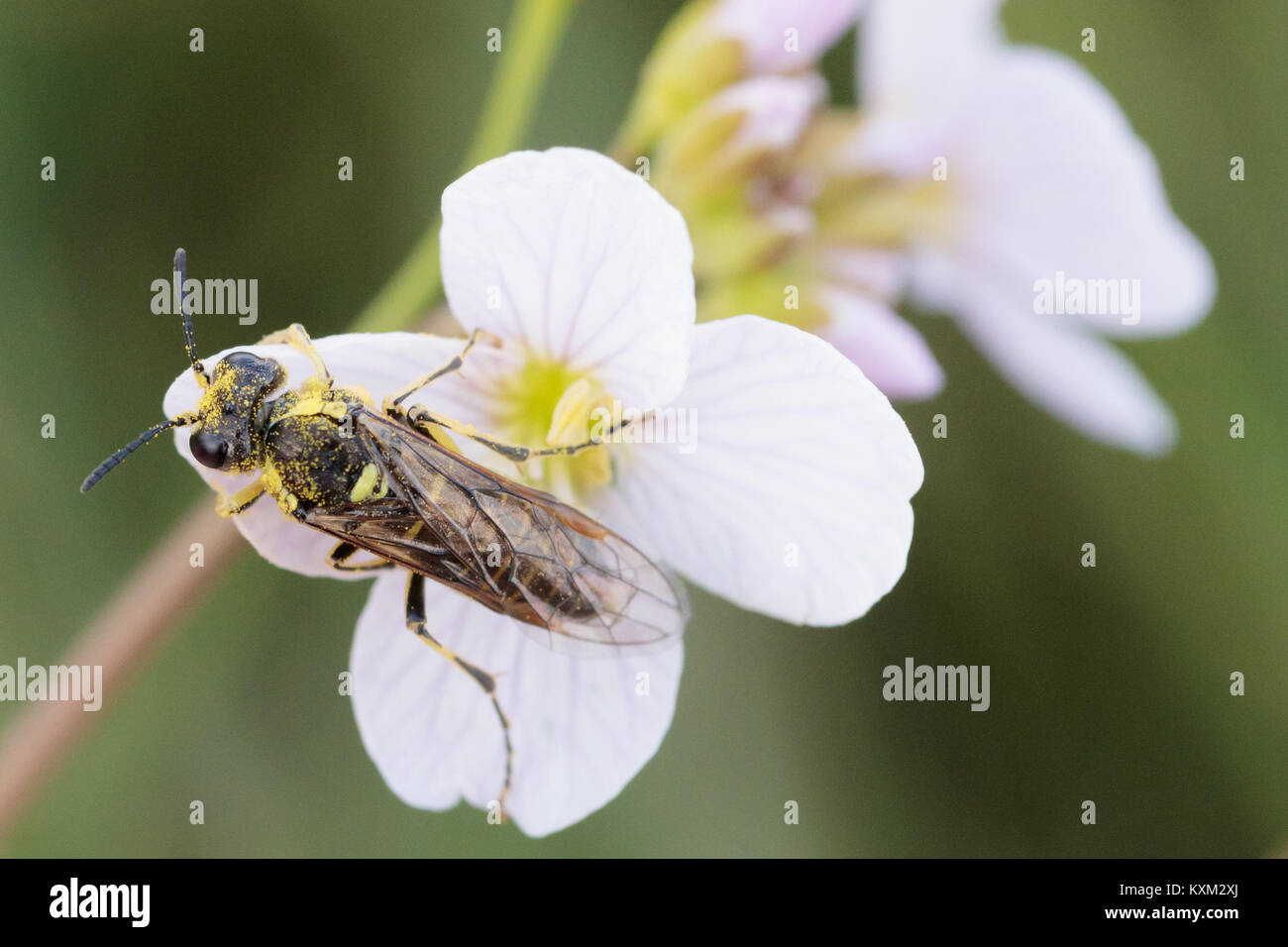 Tenthredo sp hi-res stock photography and images - Alamy