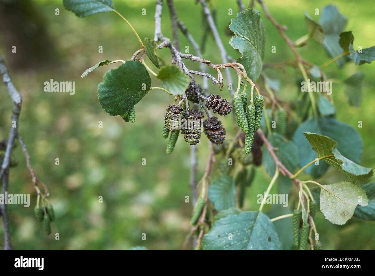 Alder alnus glutinosa branch hi-res stock photography and images - Alamy