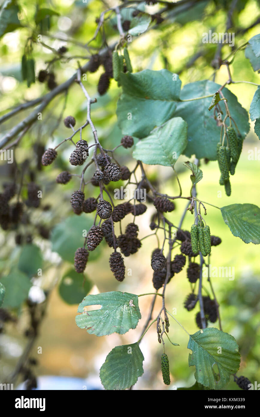 Alnus Glutinosa High Resolution Stock Photography and Images - Alamy