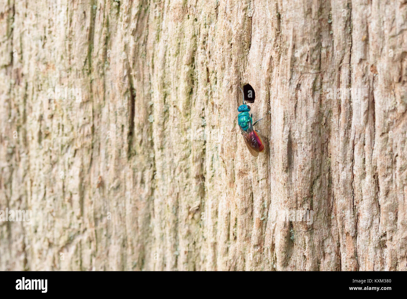 Ruby-tailed wasp (Chrysis ignita?) parasitising host nest burrow in ...