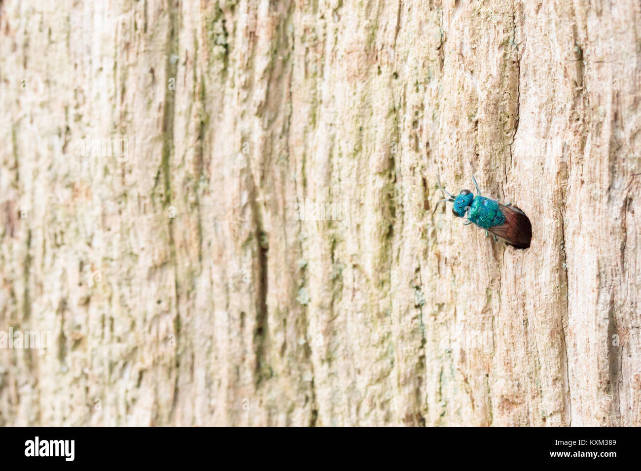 Ruby-tailed wasp (Chrysis ignita?) parasitising host nest burrow in ...