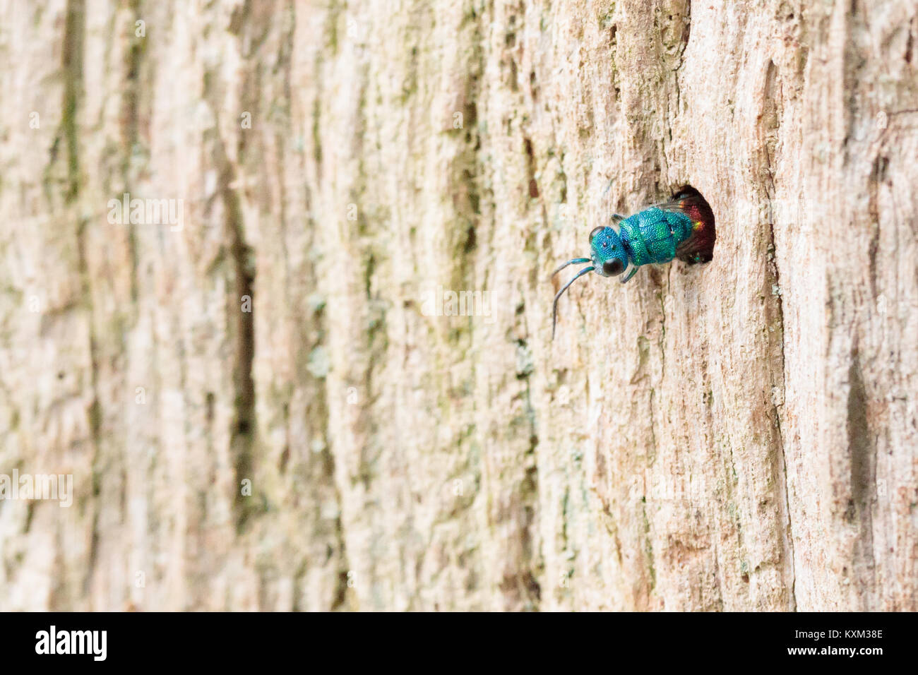 Ruby-tailed wasp (Chrysis ignita?) parasitising host nest burrow in ...