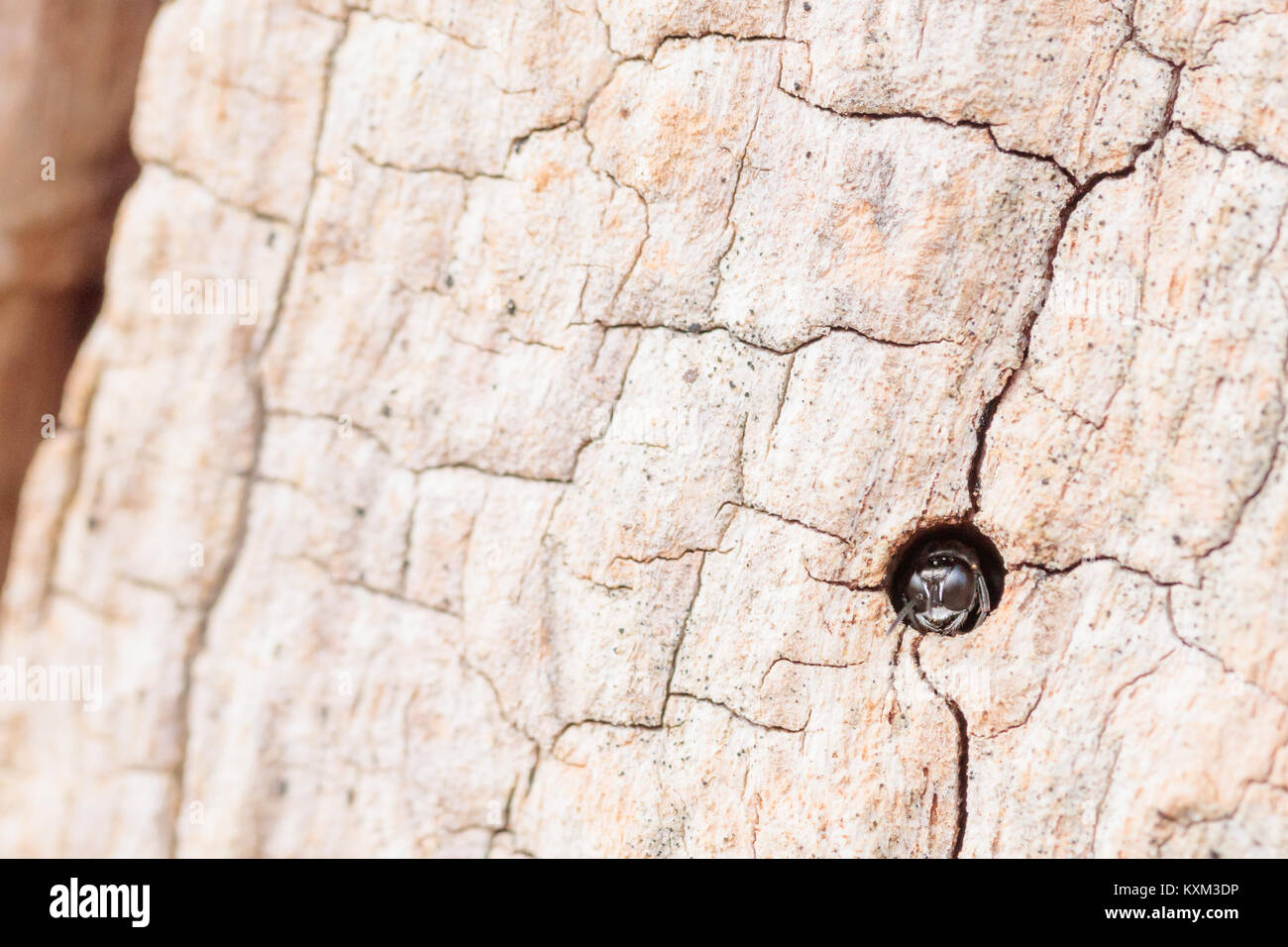Wasp (Crossocerus megacephalus?) emerging from hole in dead oak tree ...