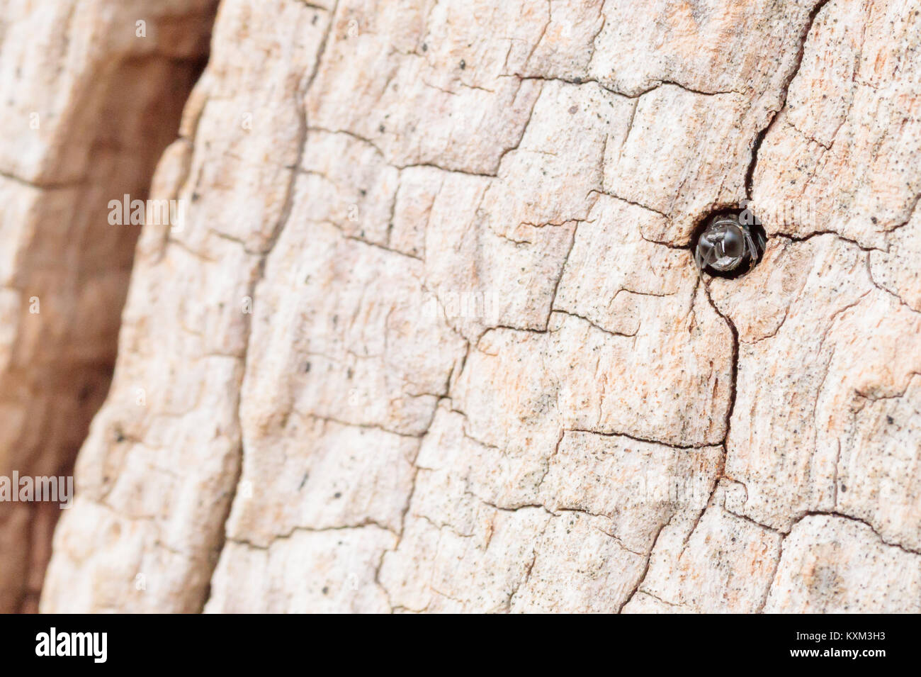 Wasp (Crossocerus megacephalus?) emerging from hole in dead oak tree ...