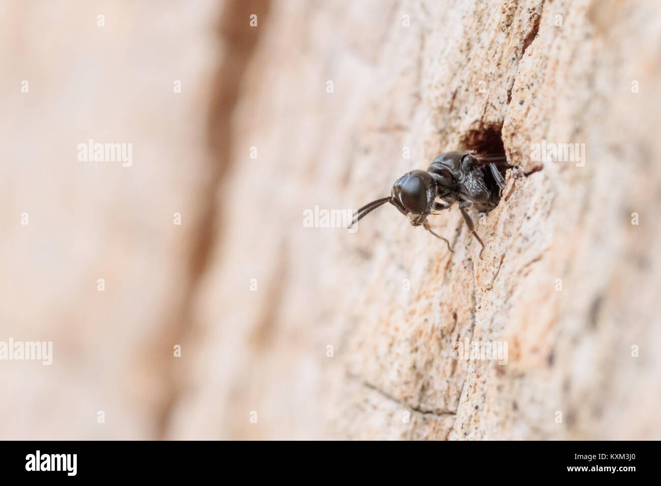 Wasp (Crossocerus megacephalus?) emerging from hole in dead oak tree ...