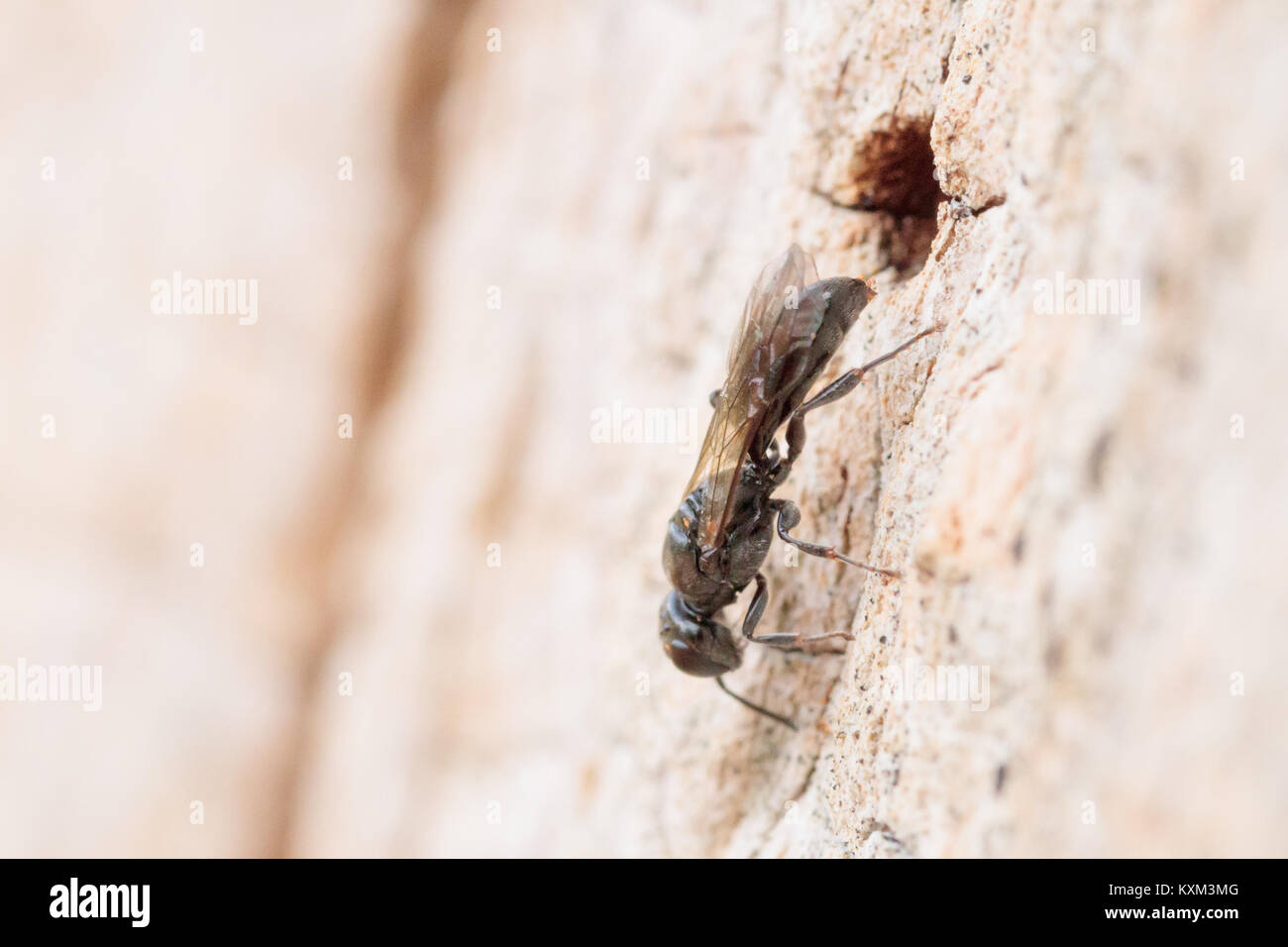 Wasp (Crossocerus megacephalus?) emerging from hole in dead oak tree ...