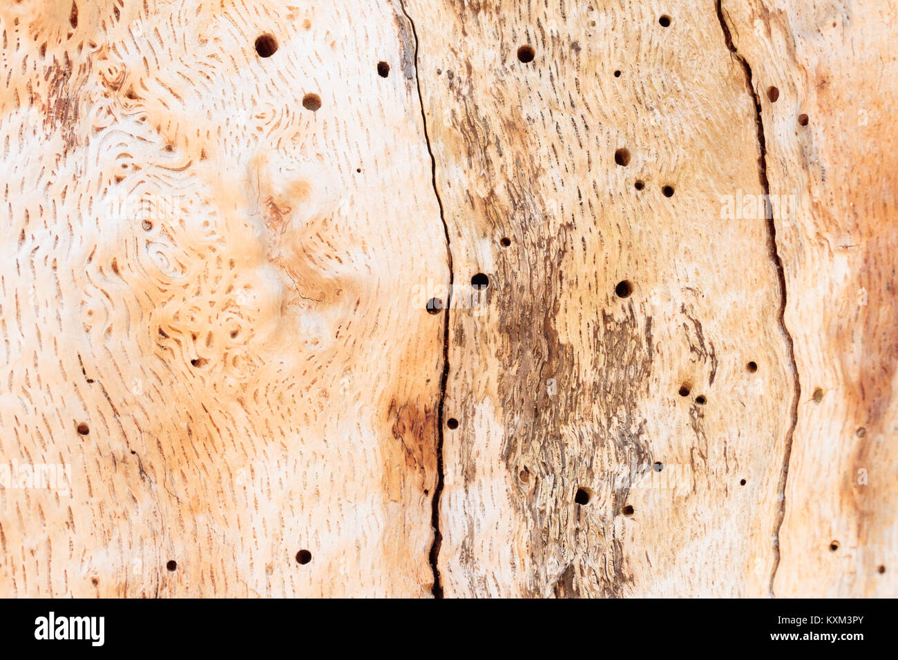 Nest burrow holes excavated by insects on dead oak tree. Ashtead ...