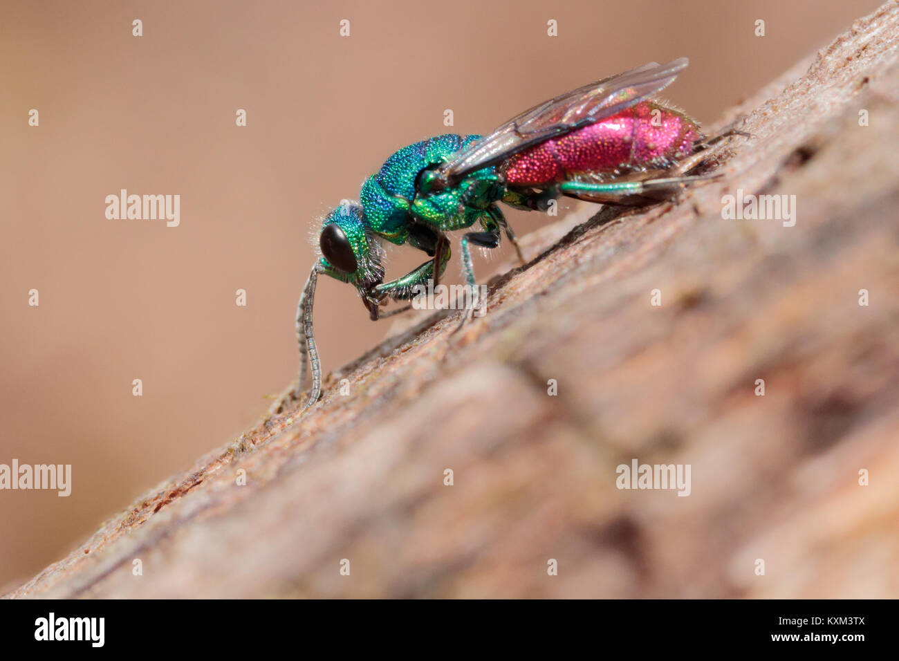 Ruby-tailed wasp (Chrysis sp.) on fallen oak. Ashtead Common NNR ...
