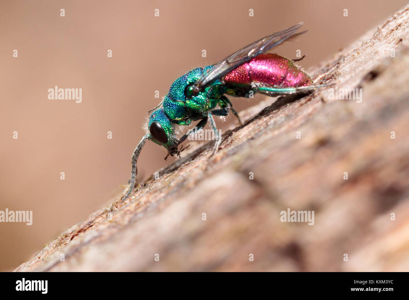 Ruby-tailed wasp (Chrysis sp.) on fallen oak. Ashtead Common NNR ...