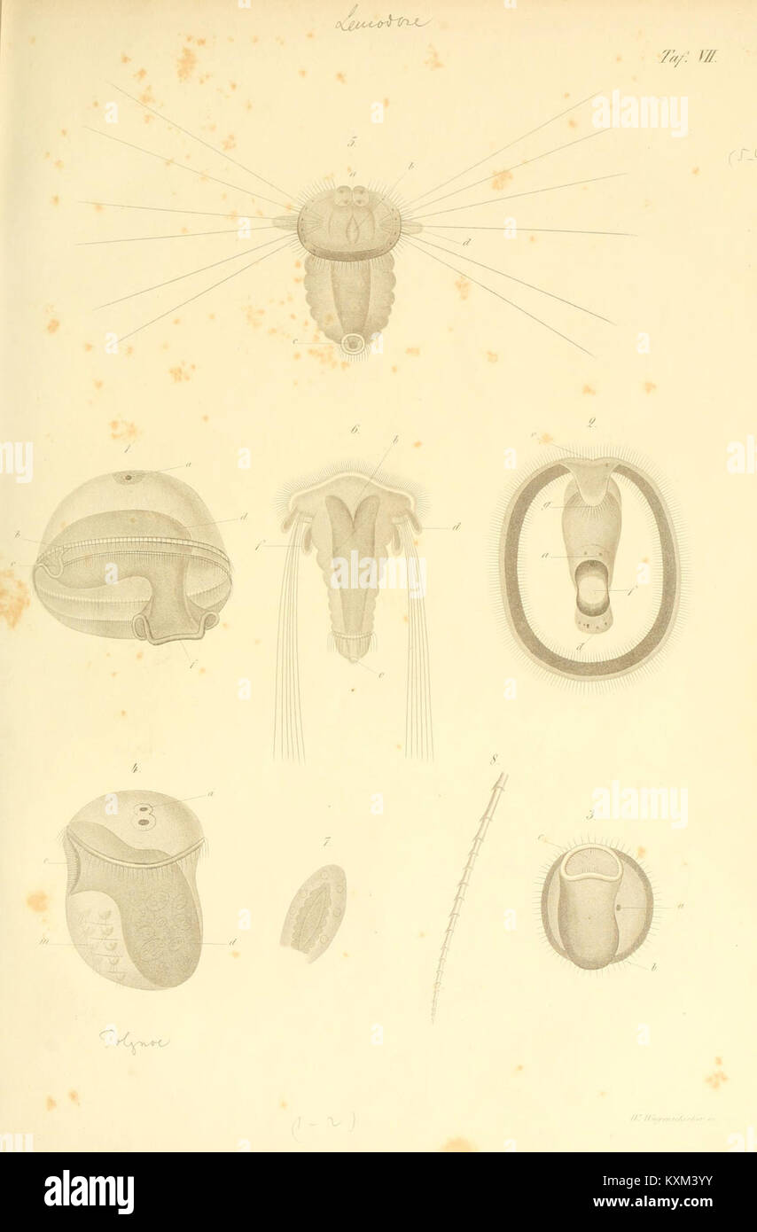 An illustration from a scientific publication on the anatomy and ...