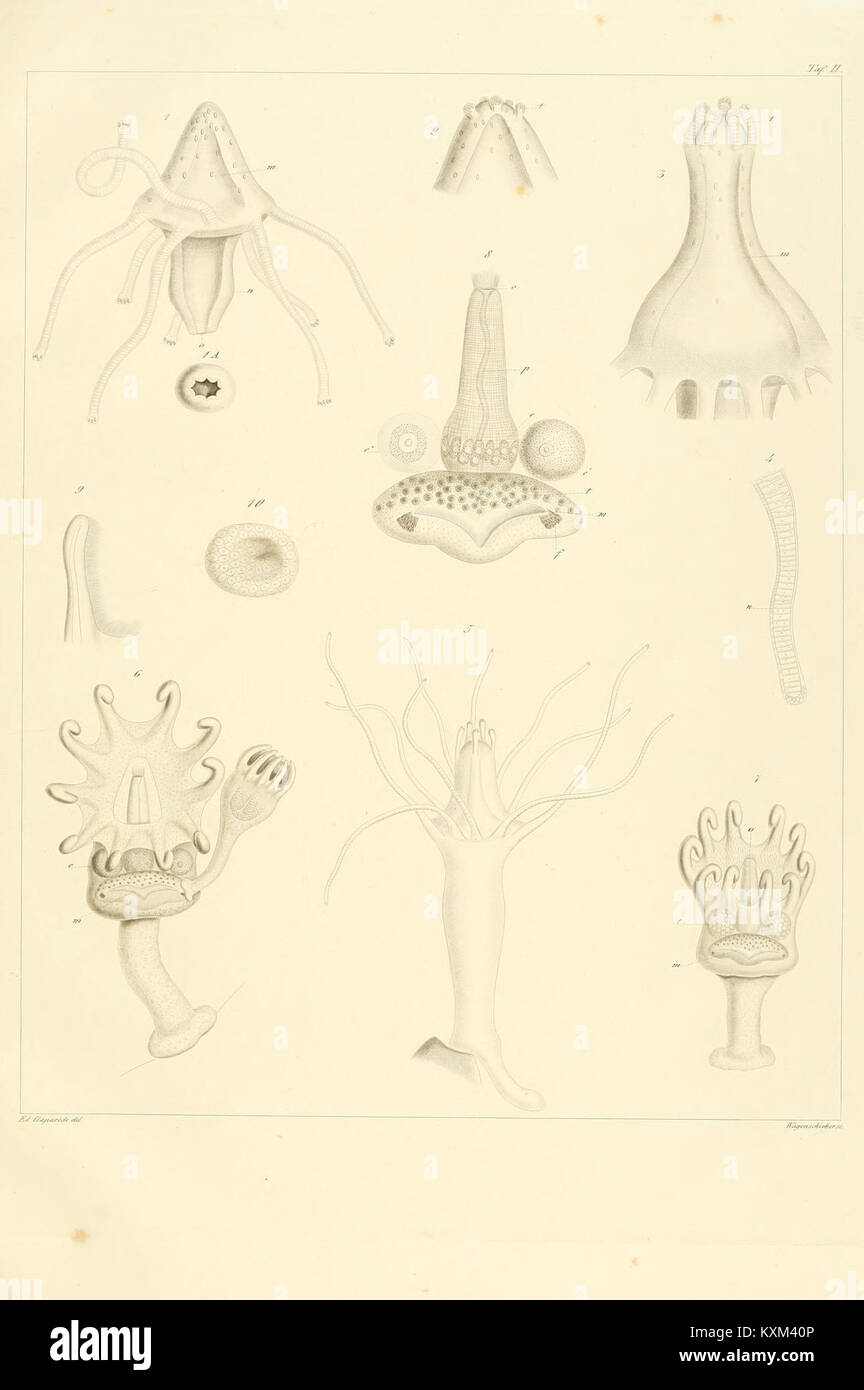 Work on invertebrate animals hi-res stock photography and images - Alamy