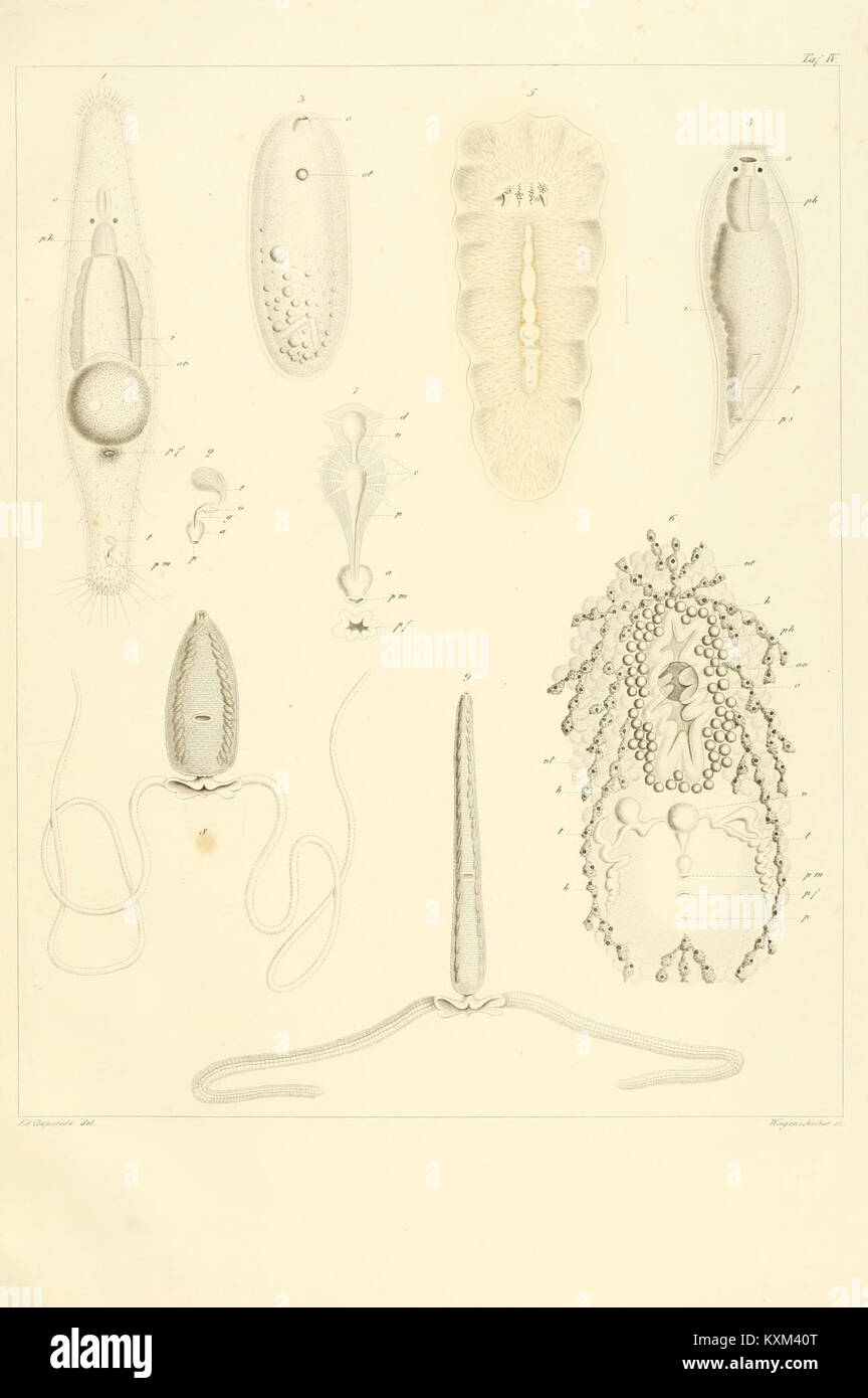 This scientific plate illustrates the anatomy and developmental stages ...