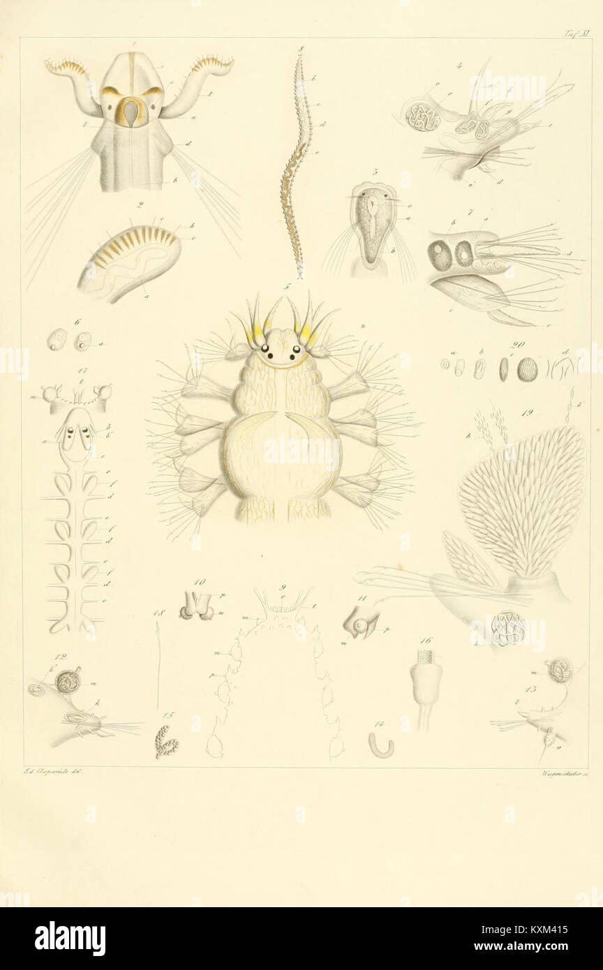Illustration showing anatomy and development of invertebrate animals ...