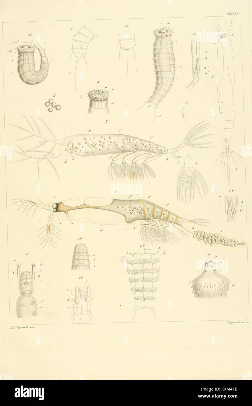 Illustration showing anatomy and developmental features of invertebrate ...
