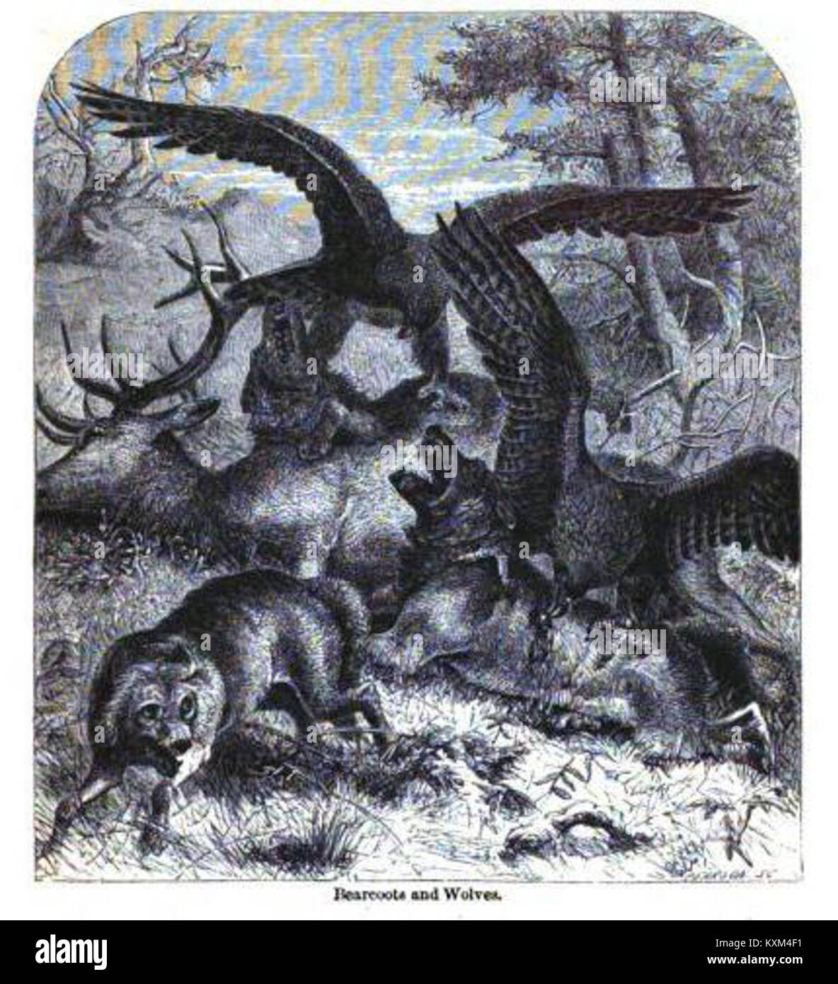 A depiction of the Berkut, a golden eagle species, interacting with ...