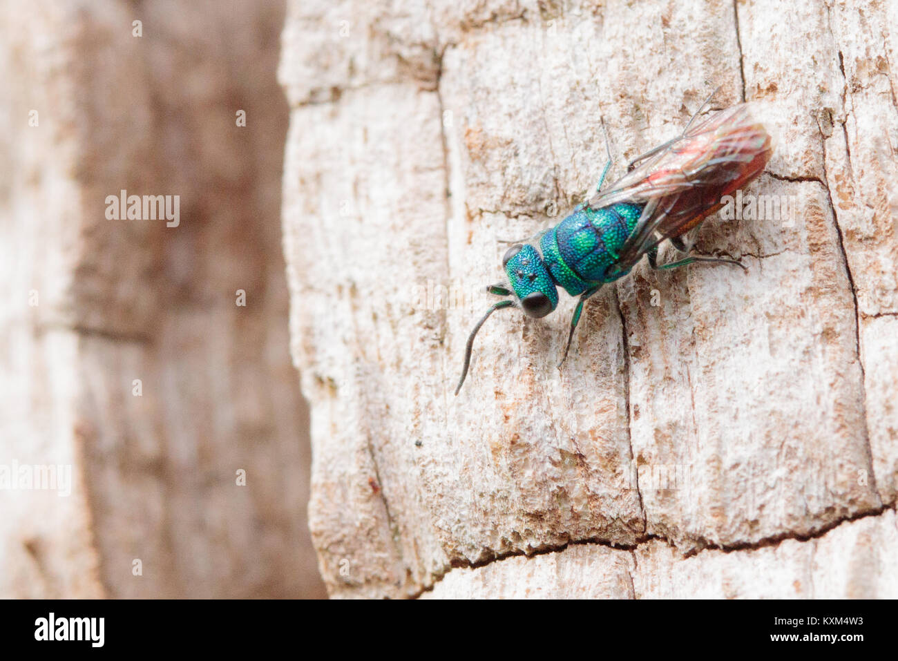 Ruby-tailed wasp (Chrysis sp.) exploring surface of dead oak tree ...