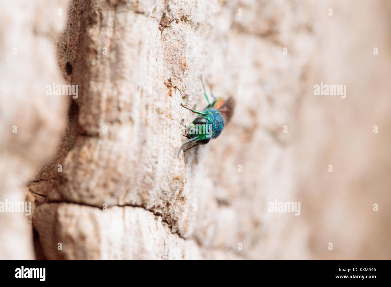 Ruby-tailed wasp (Chrysis sp.) exploring surface of dead oak tree ...