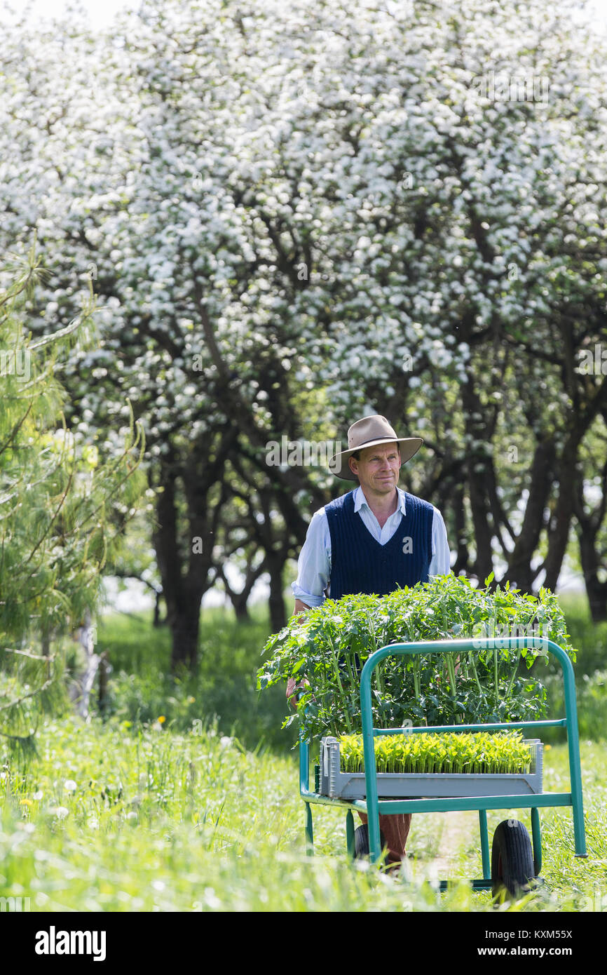 Farmer pushing barrow of plants in field Stock Photo - Alamy