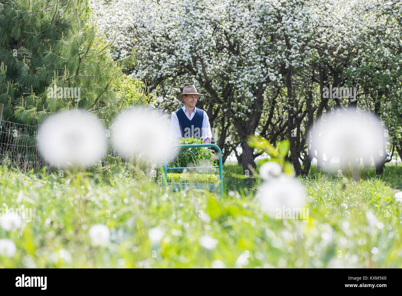 Farmer pushing barrow of plants in field Stock Photo - Alamy
