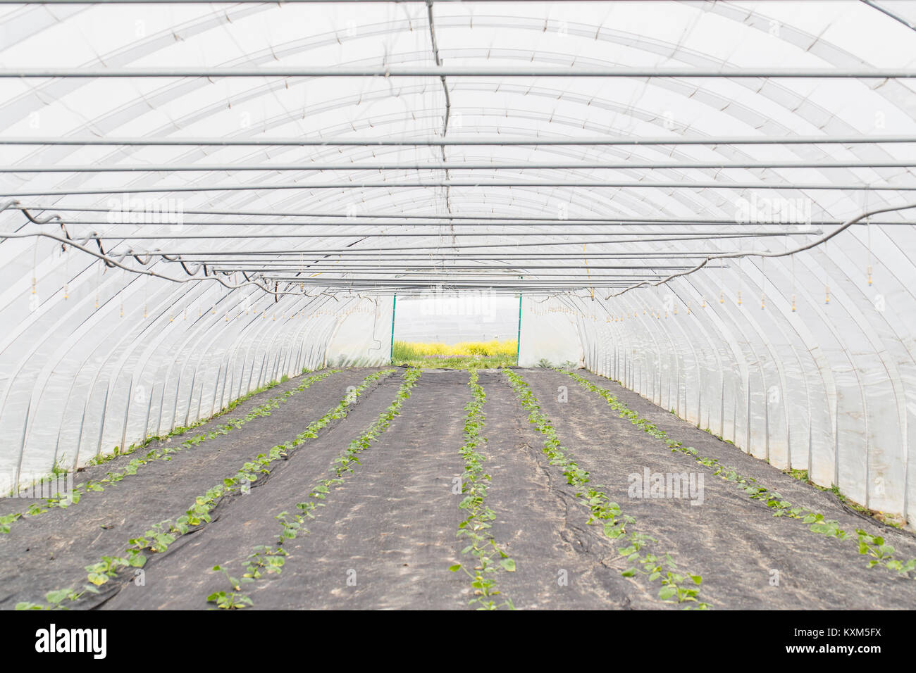 Rows of plants in polytunnel Stock Photo - Alamy