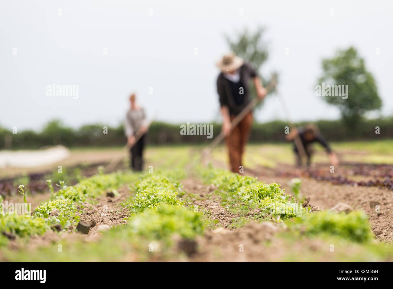 Woman hoeing garden hi-res stock photography and images - Alamy