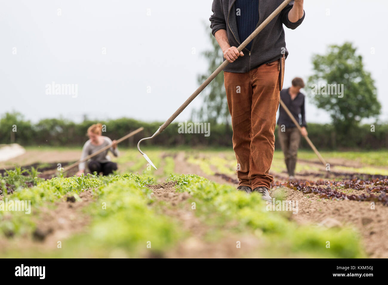 Cropped view of farmer hoeing vegetable garden Stock Photo - Alamy