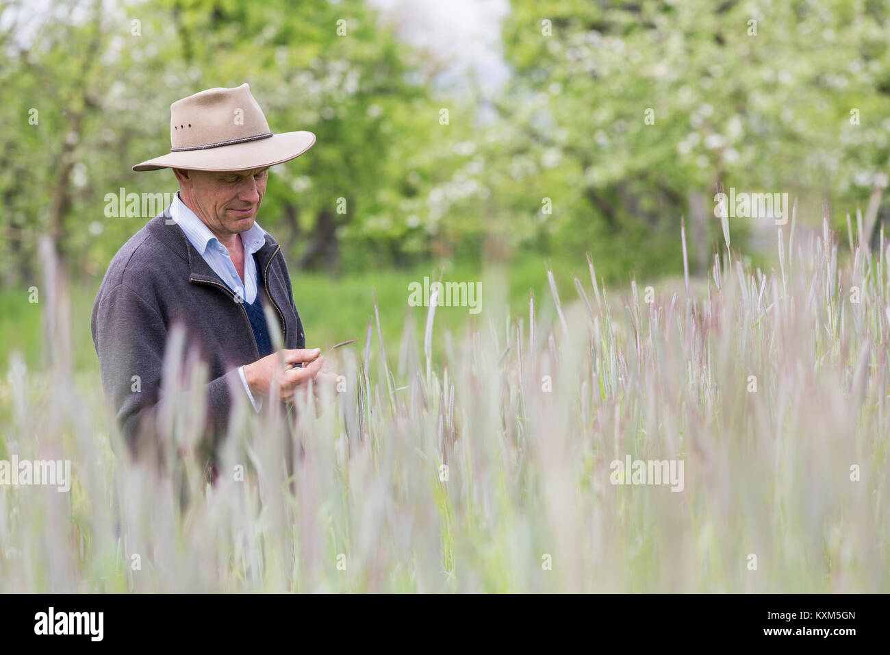 Farmer quality checking crops in field Stock Photo - Alamy
