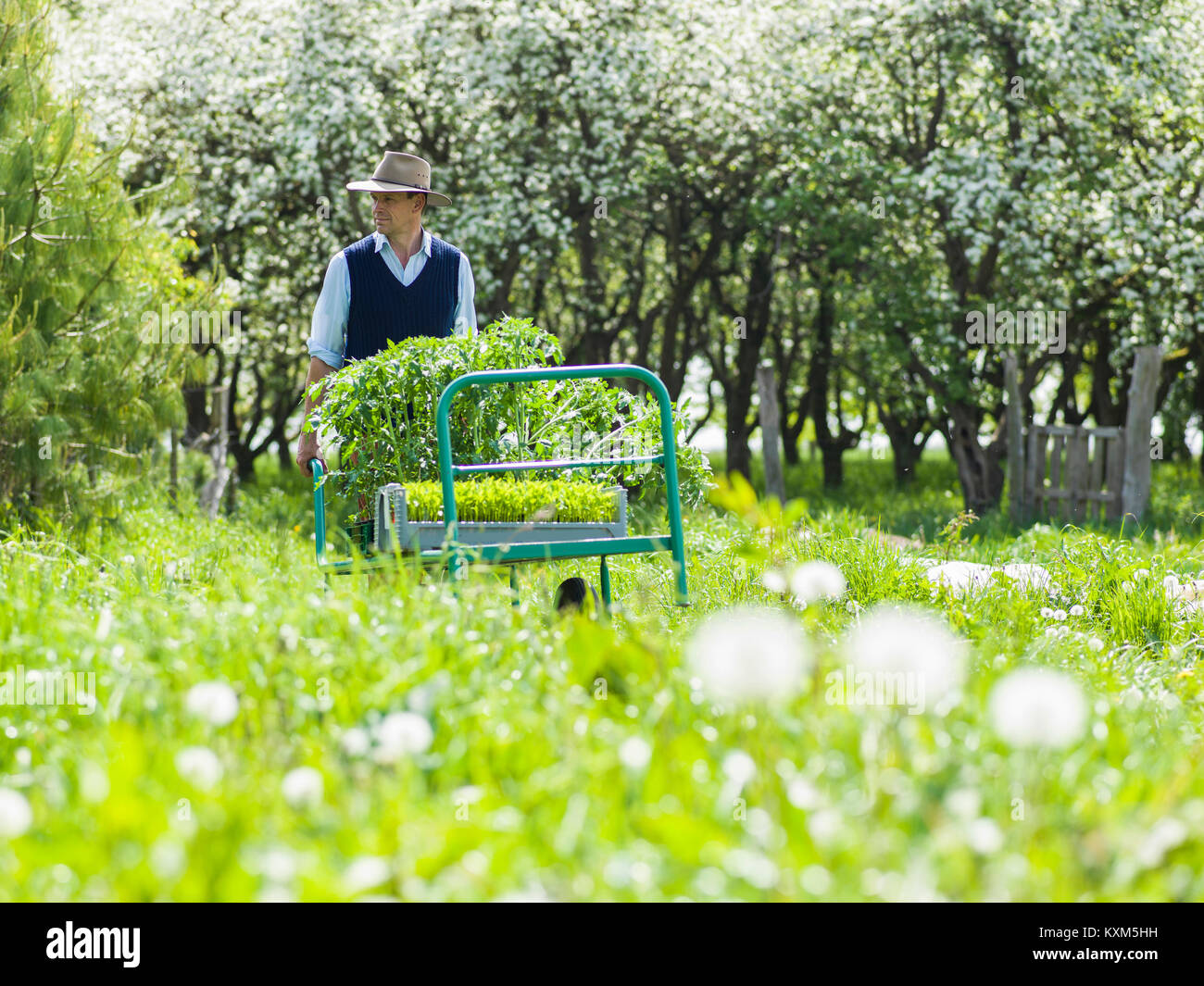 Farmer pushing barrow of plants in field Stock Photo - Alamy