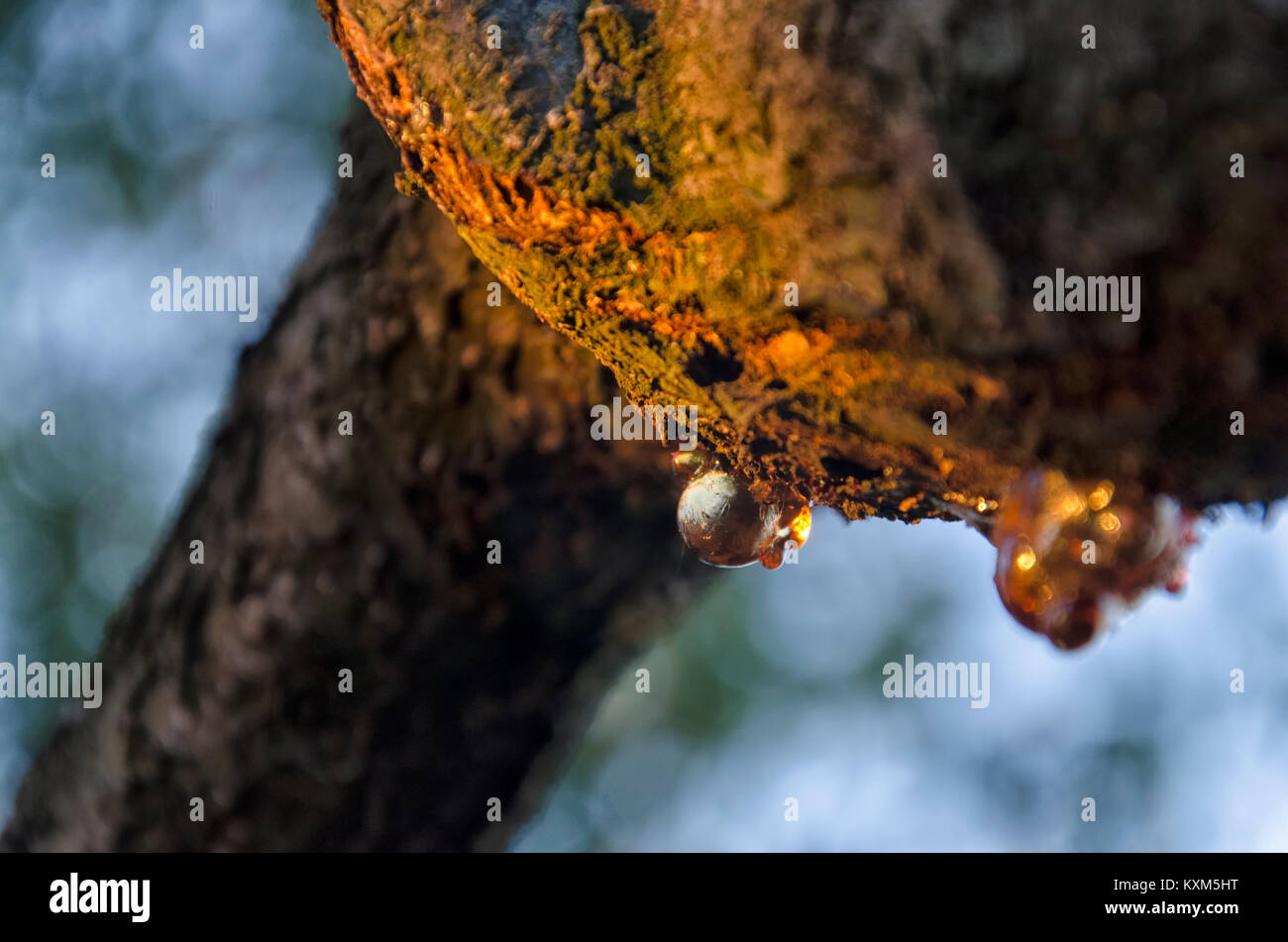 View of wounded tree branch and resin Stock Photo - Alamy