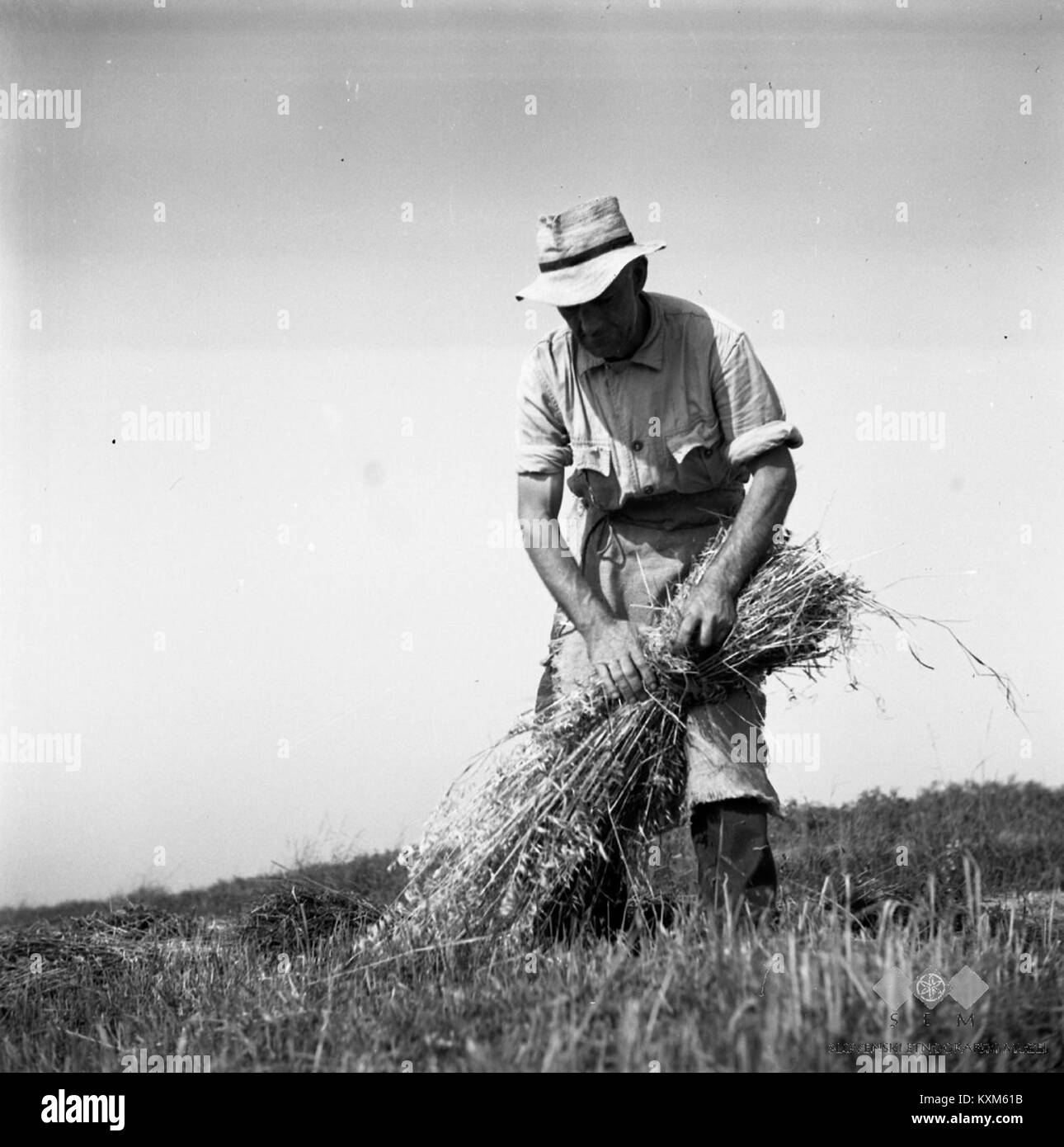 This 1955 photograph shows Betegar tower and sheaves of oats in the ...