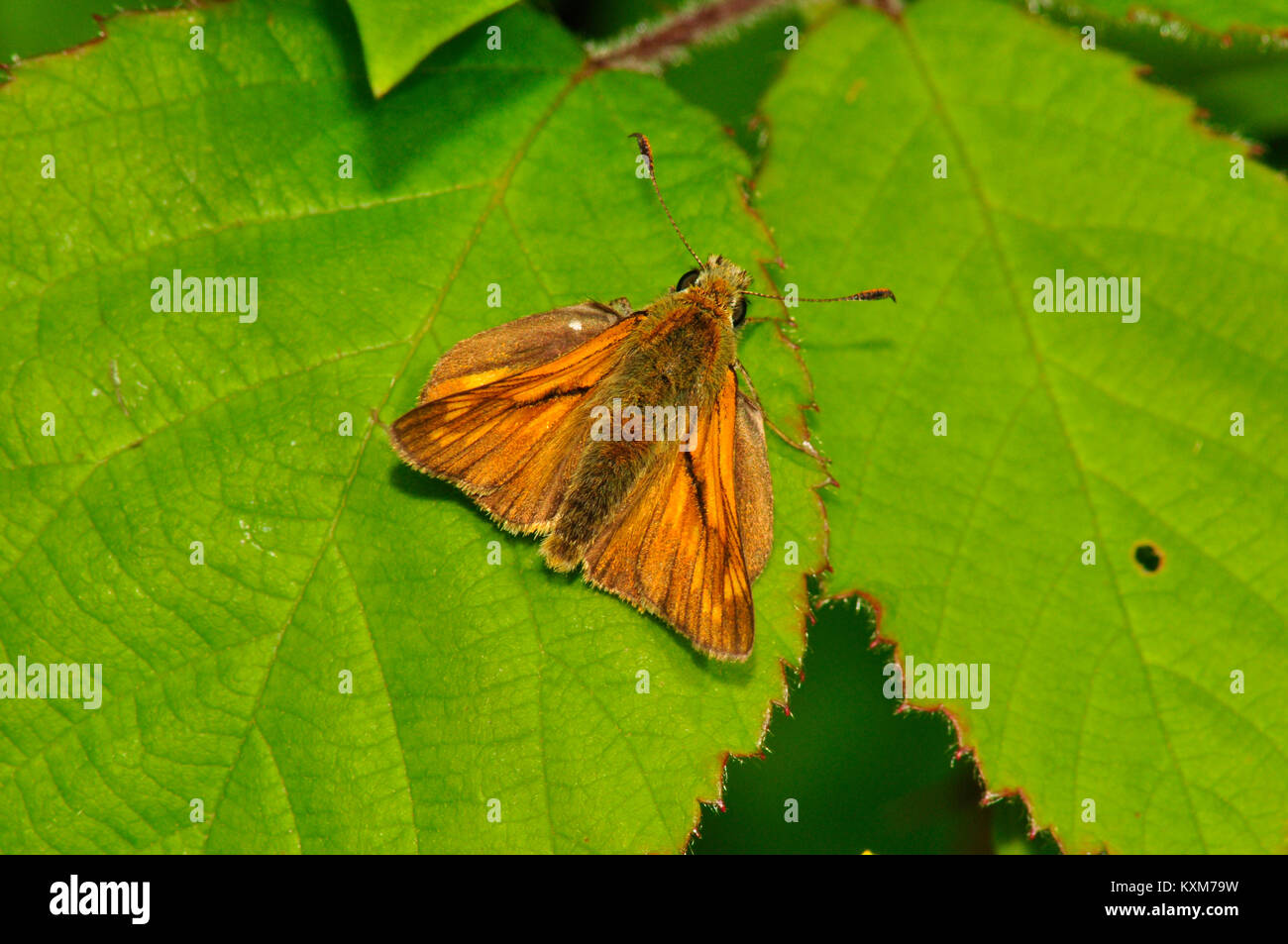 June grass hi-res stock photography and images - Alamy