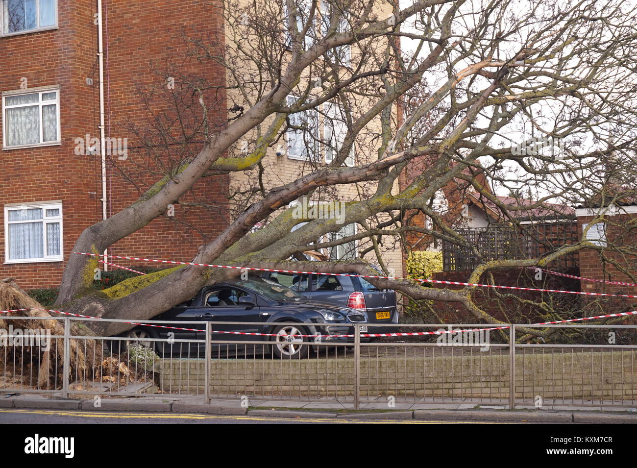 Giant tree falls onto car in Neasden, London, England Stock Photo - Alamy