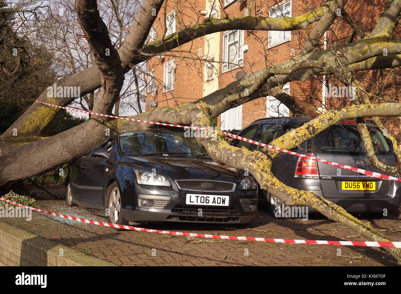 Giant tree crushes car hi-res stock photography and images - Alamy