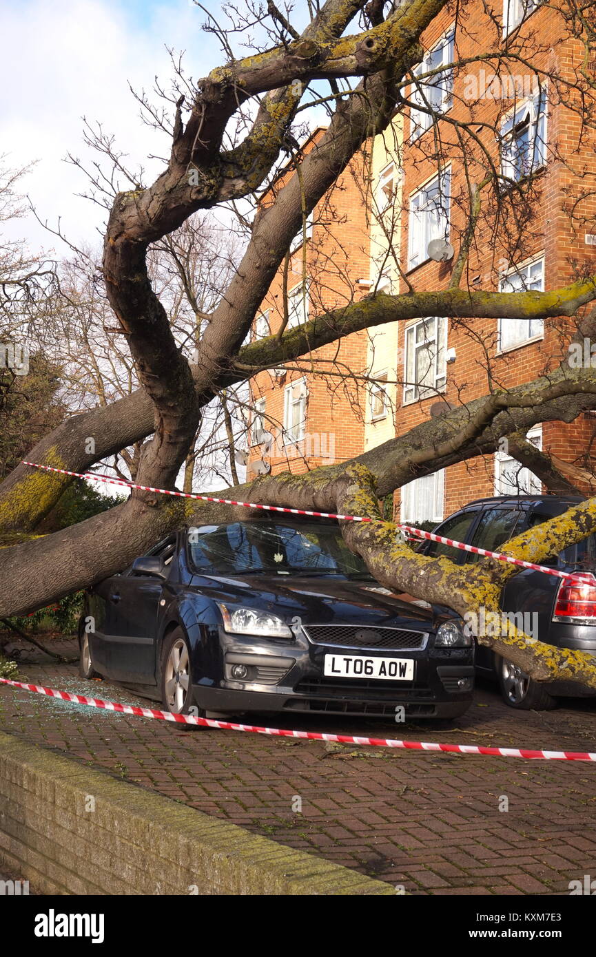 Giant tree crushes car hi-res stock photography and images - Alamy