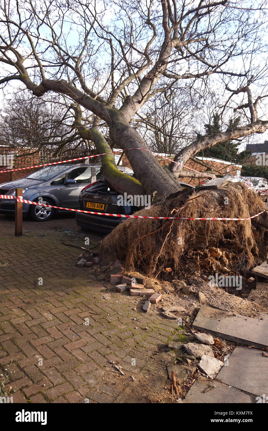 Giant tree falls onto car in Neasden, London, England Stock Photo - Alamy