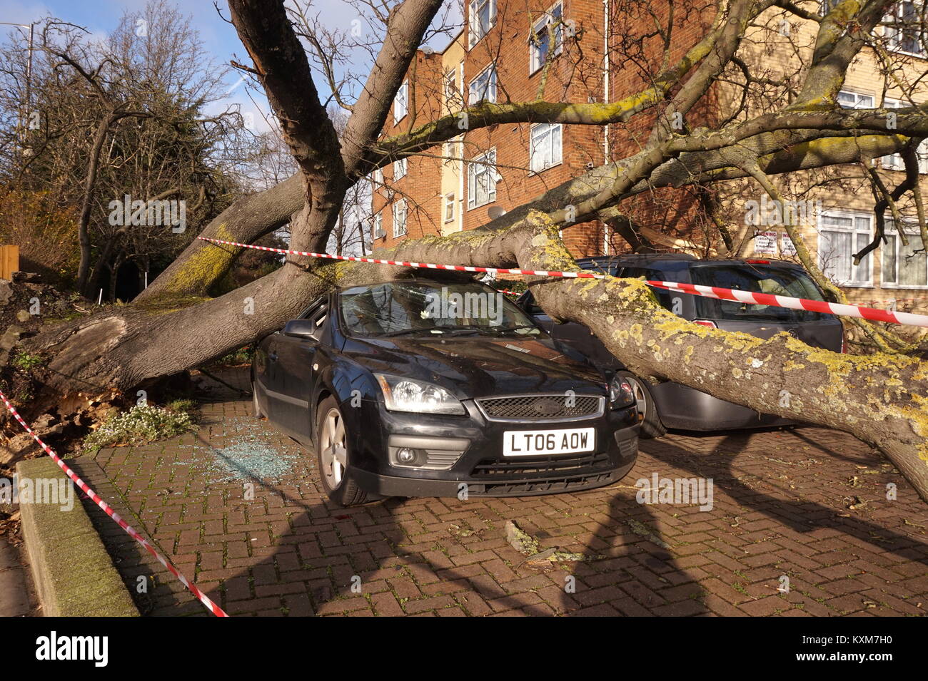 Large tree crushed hi-res stock photography and images - Alamy