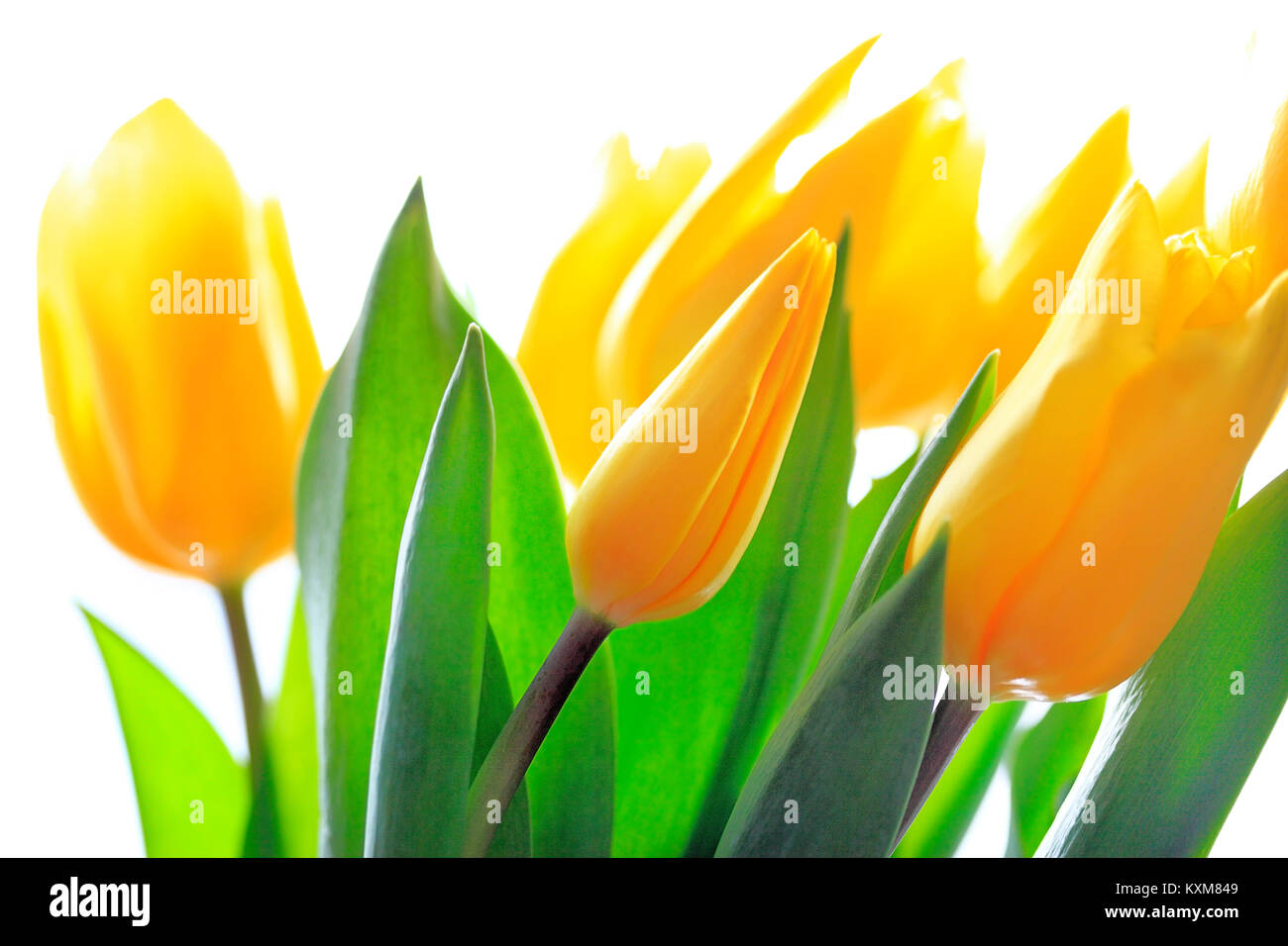 Bouquet of blooming Botanic Tulip yellow flowers Stock Photo - Alamy
