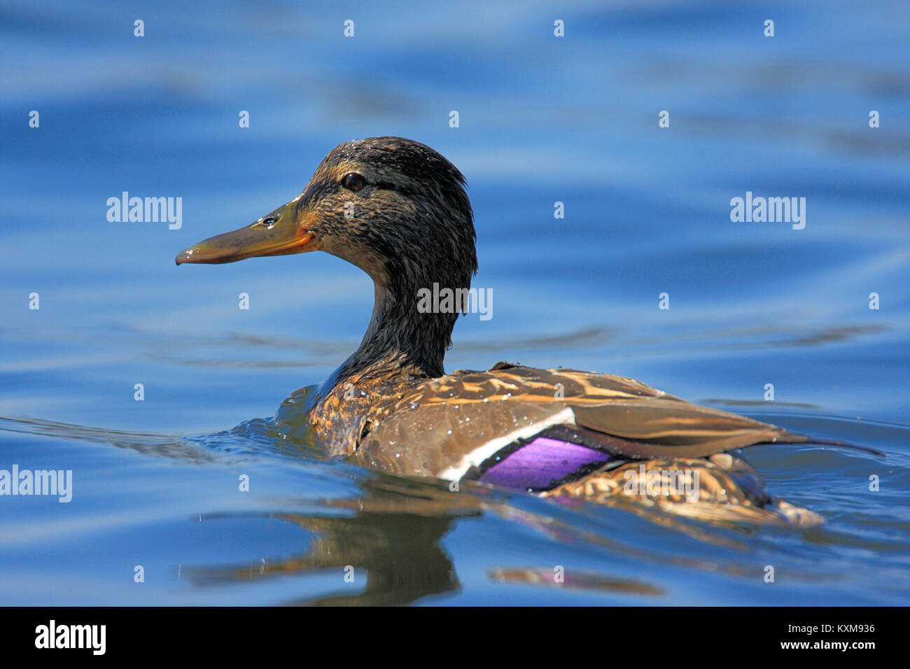 Single jouvenile Mallard on water surface during a spring period Stock ...