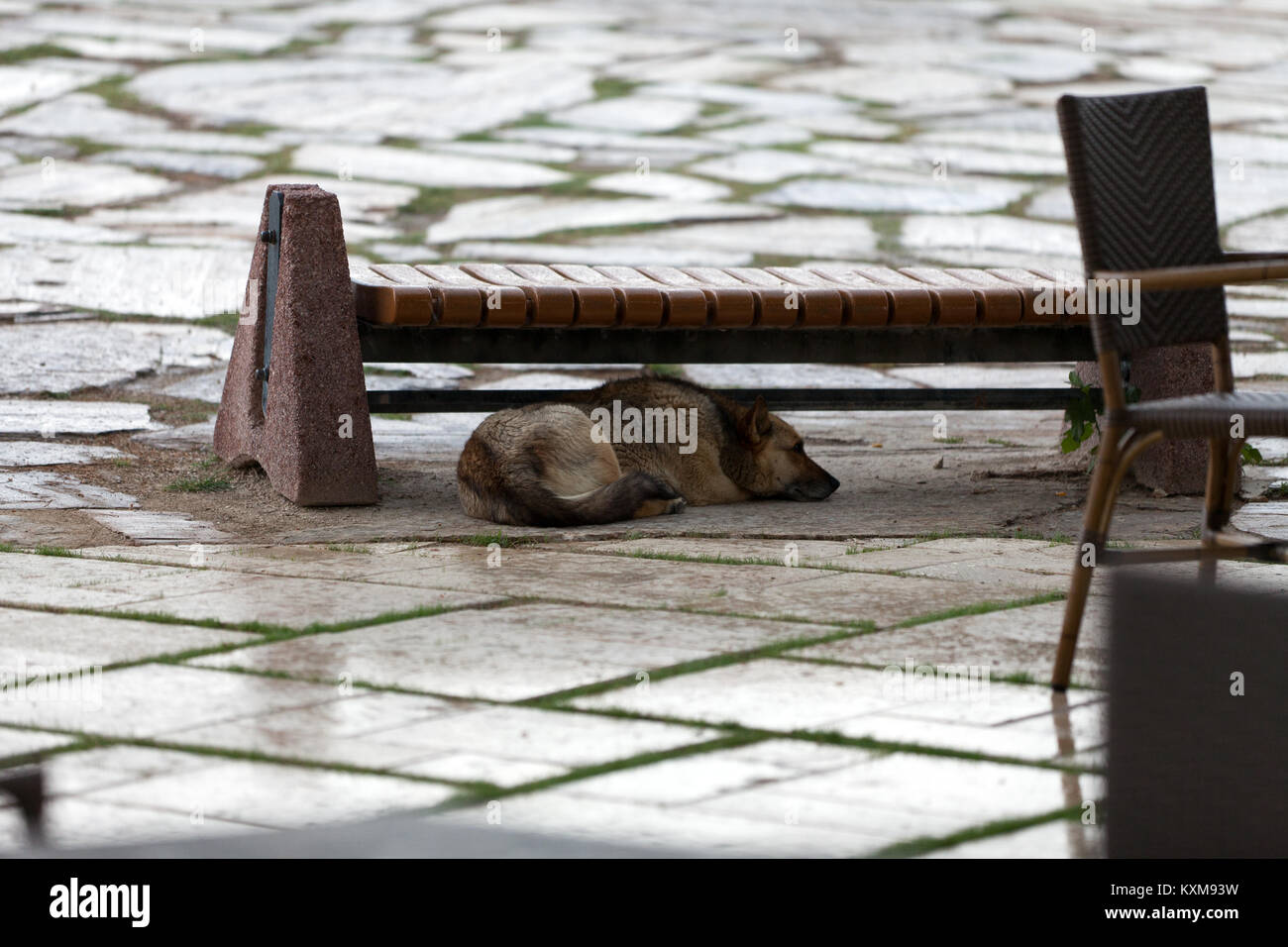 dog hiding before the rain Stock Photo - Alamy