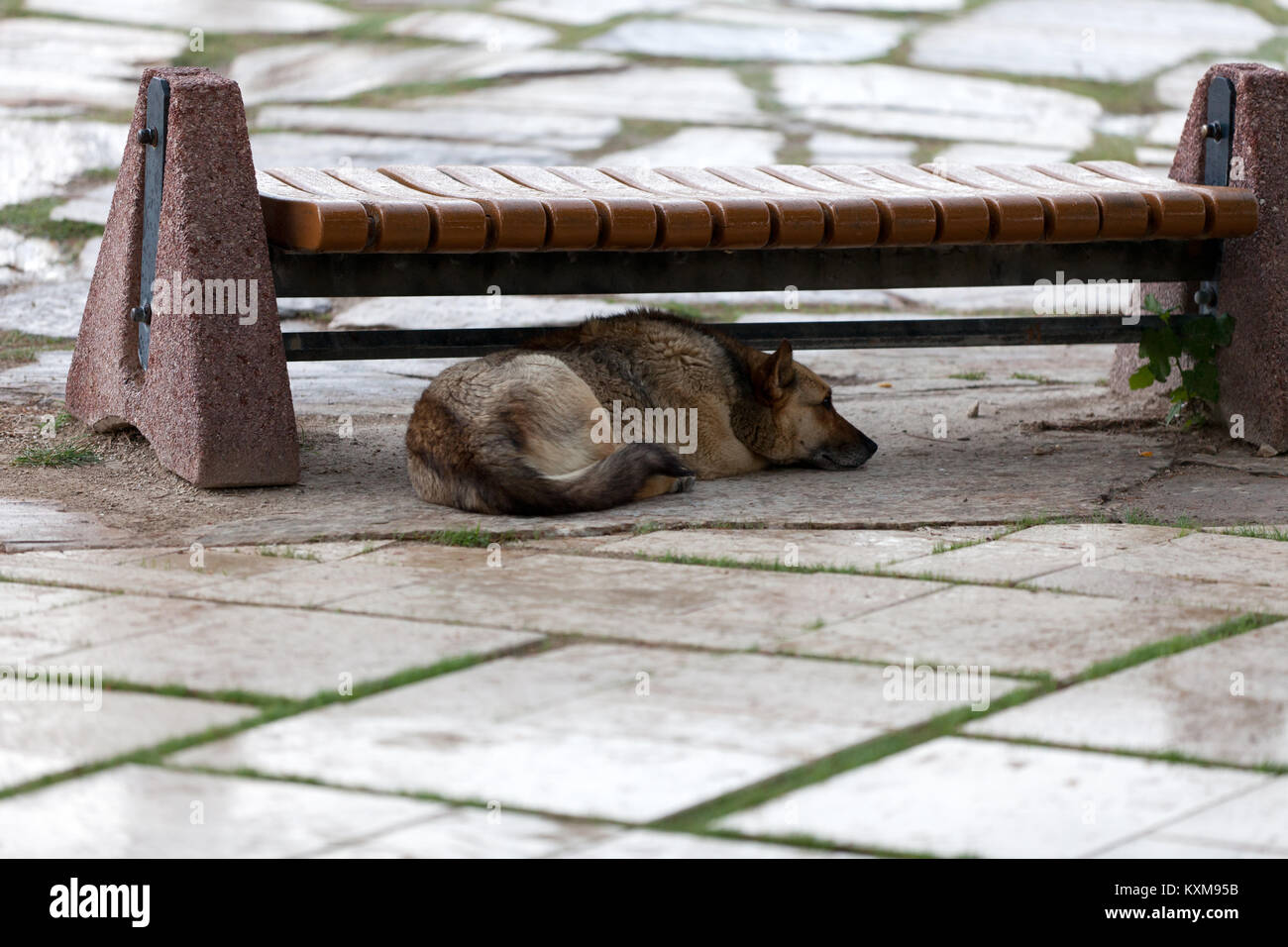 dog hiding before the rain Stock Photo - Alamy