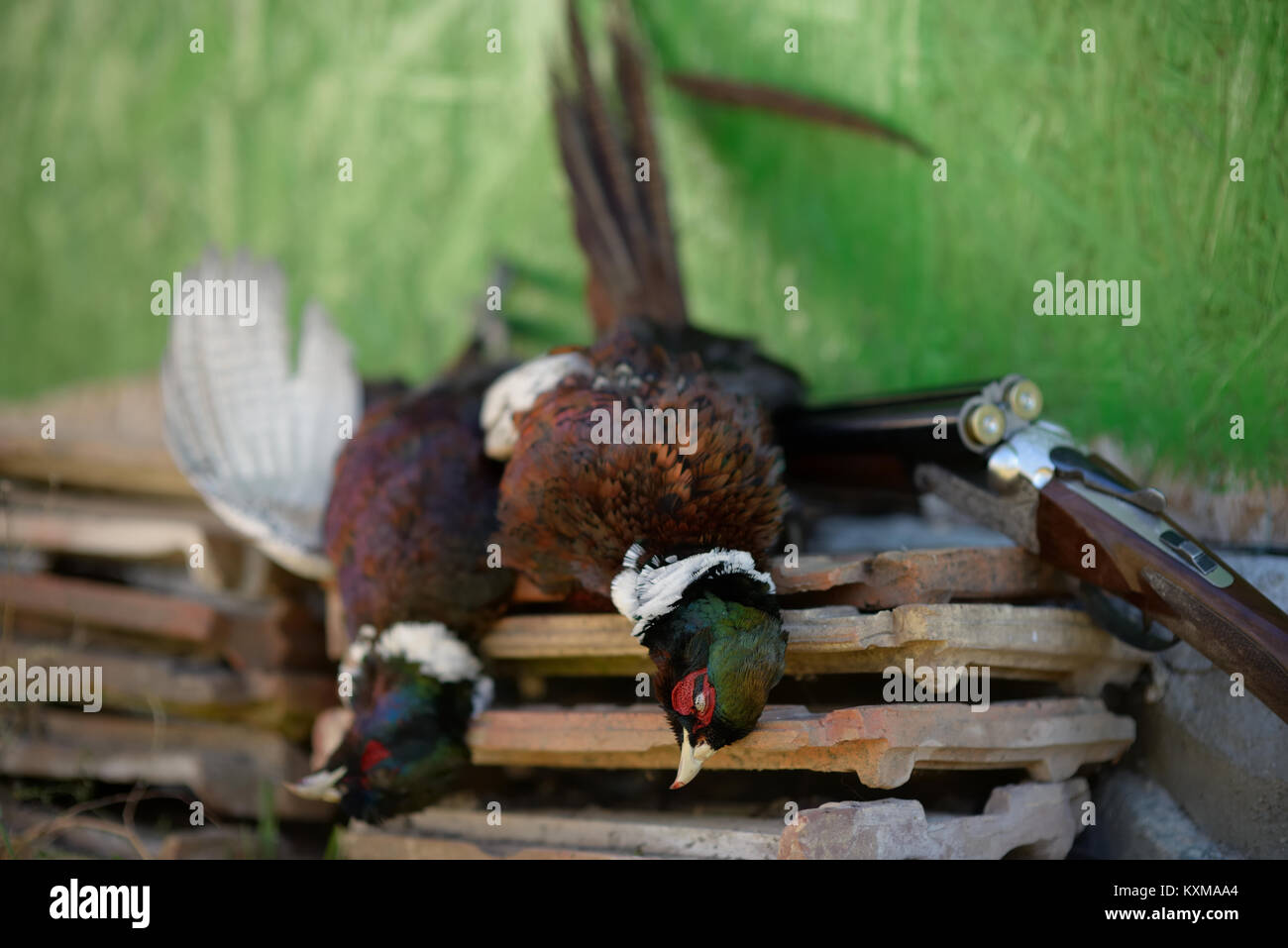 Hunting still life hi-res stock photography and images - Alamy