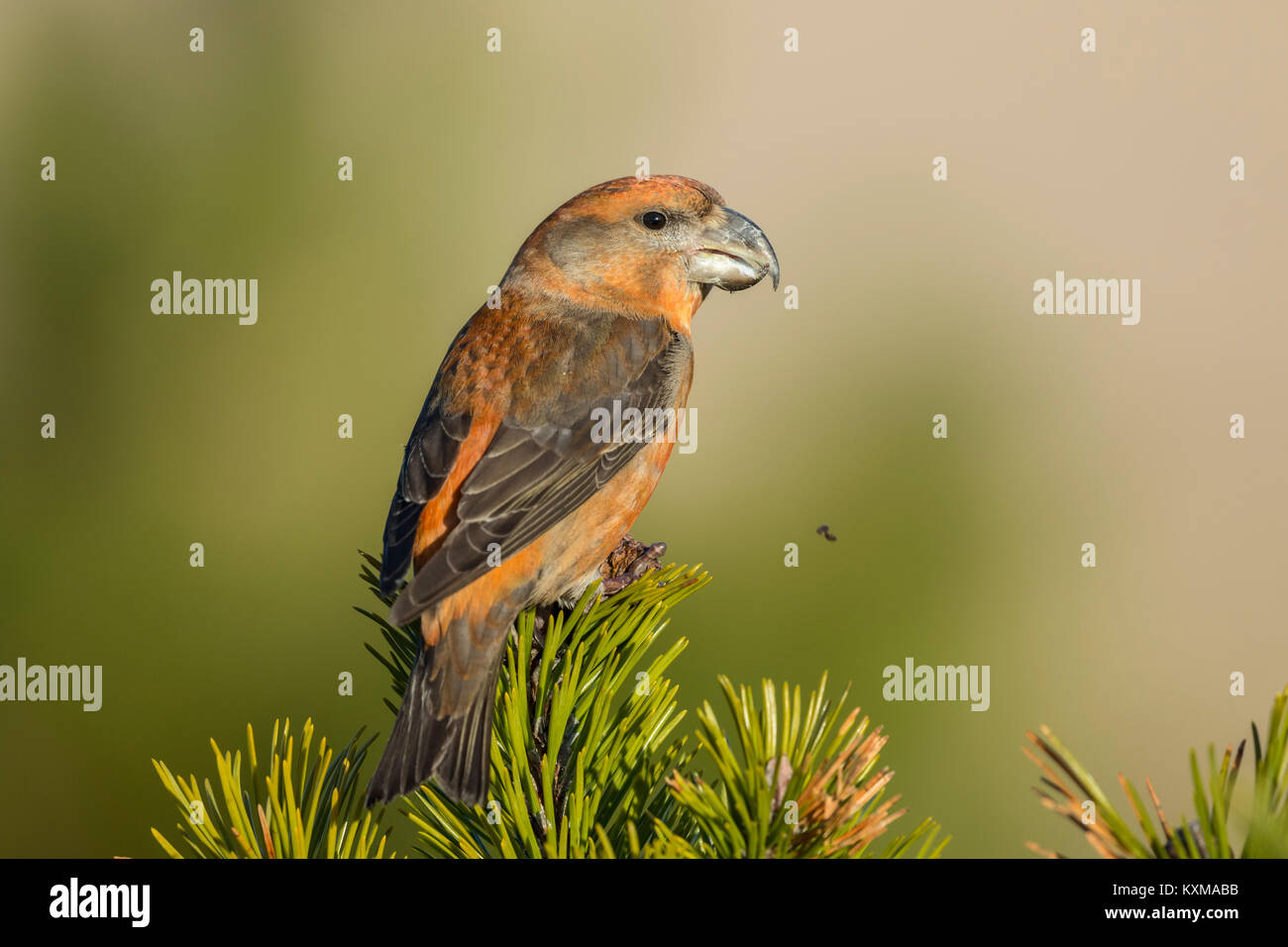 Crossbill loxia foraging hi-res stock photography and images - Alamy