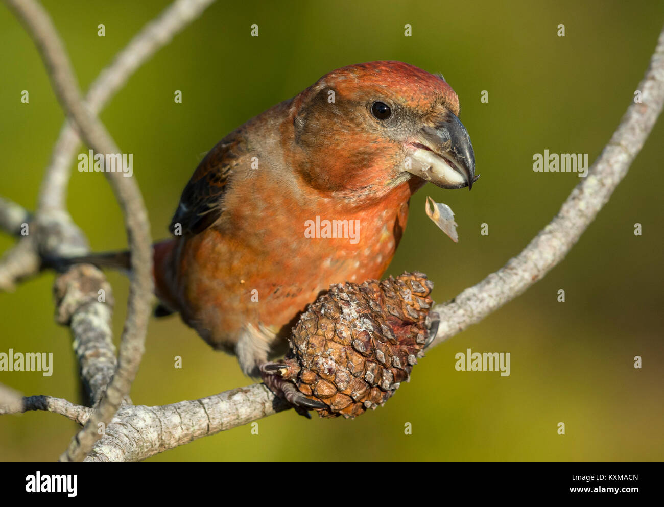 Parrot Crossbill (Loxia pytyopsittacus) adult male eating seed from ...